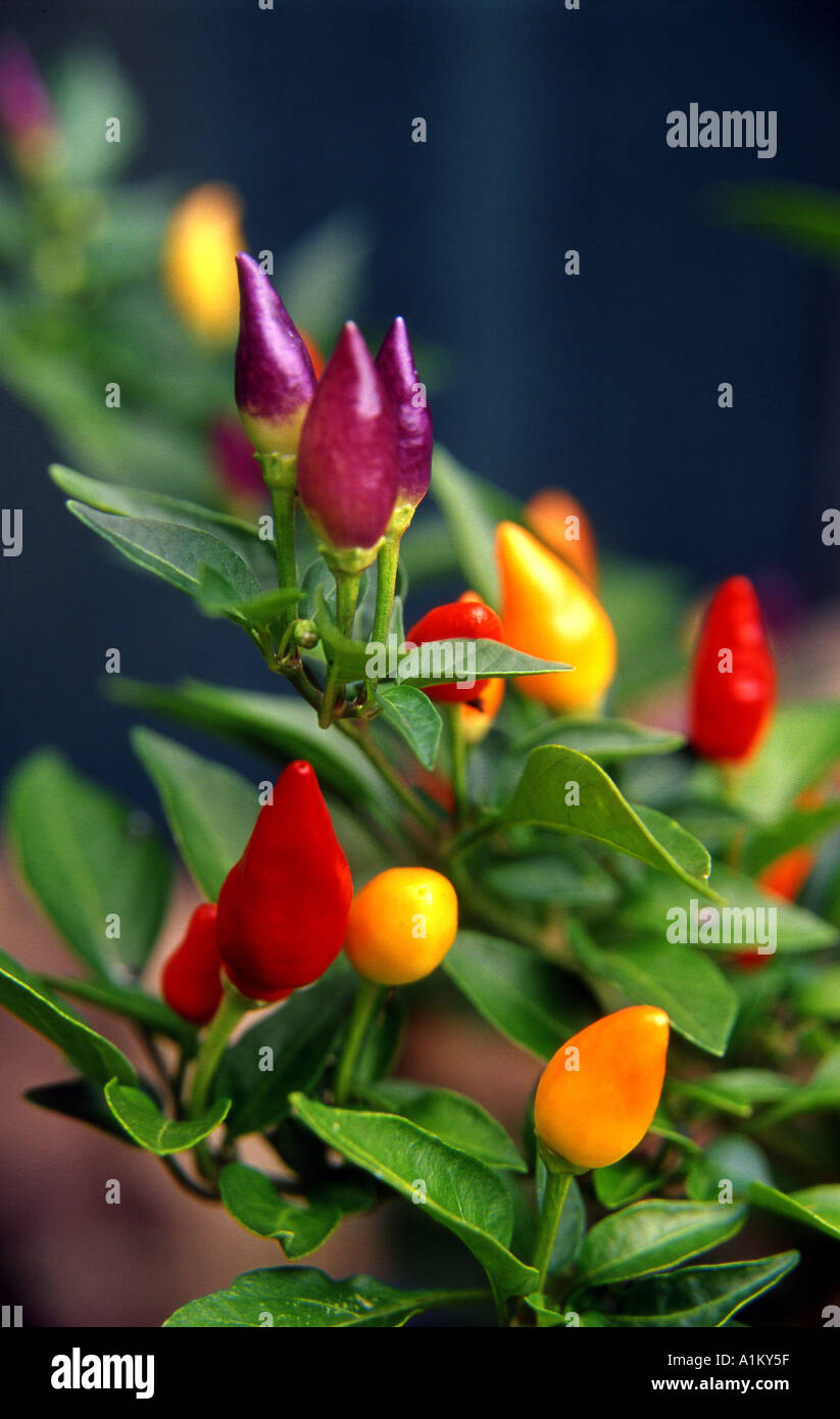 ornamental chilli peppers in multiple colours Stock Photo - Alamy