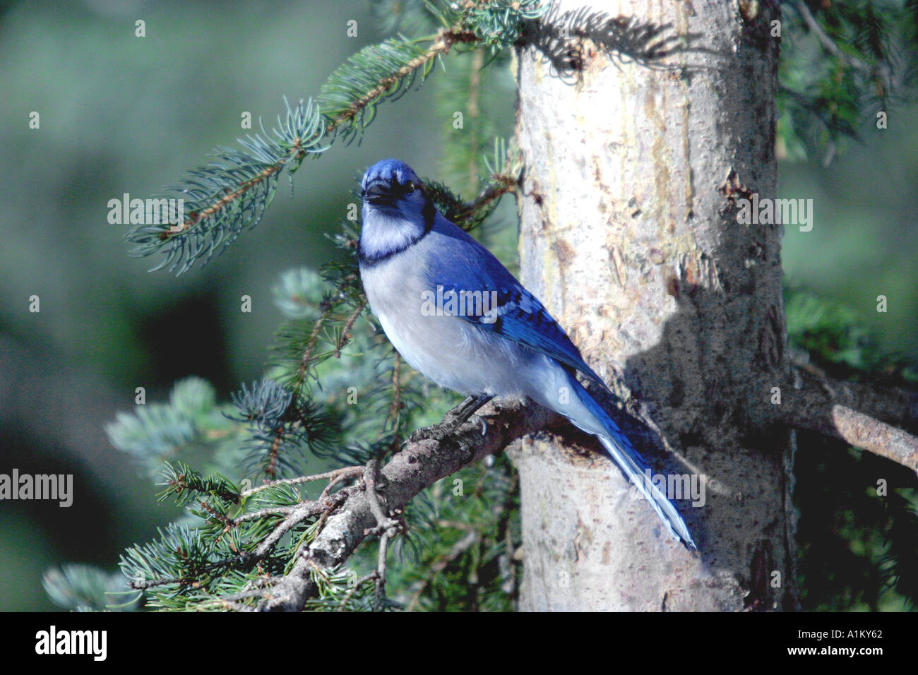 Birds of North America Blue Jay; Cyanocitta cristata Stock Photo - Alamy
