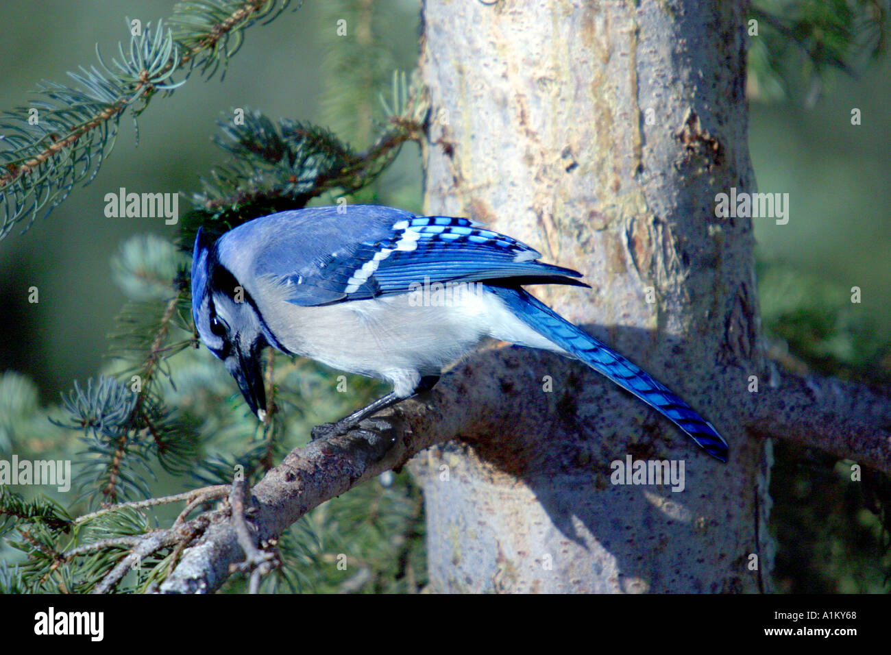 Bluejay flying hi-res stock photography and images - Alamy
