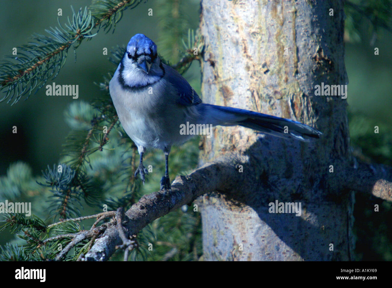 Birds of North America Blue Jay; Cyanocitta cristata Stock Photo - Alamy