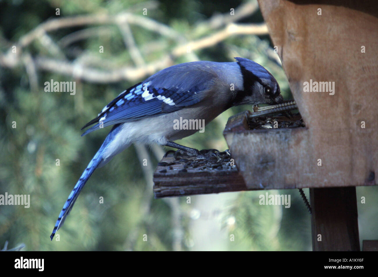 Birds of North America Blue Jay; Cyanocitta cristata Stock Photo - Alamy