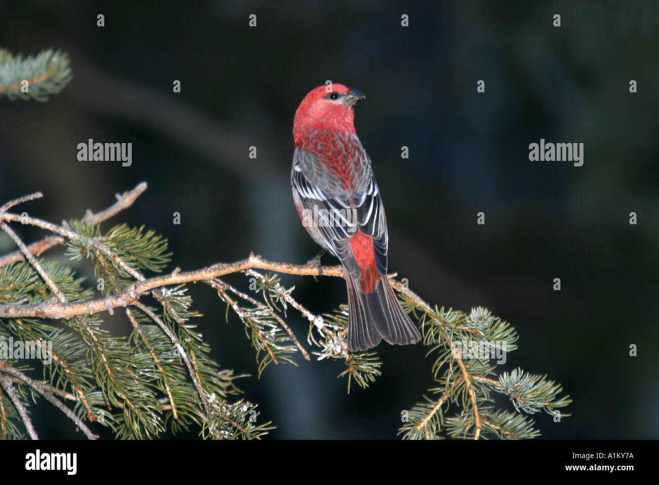 Flying pine seeds hi-res stock photography and images - Alamy