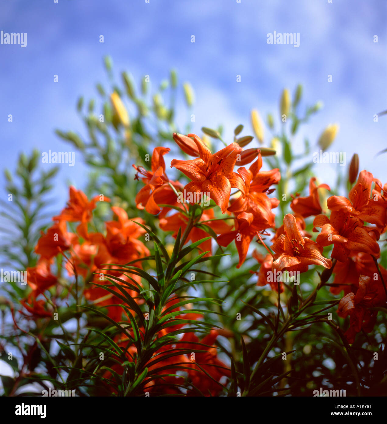 Lillies at the National Botanic Gardens of Wales Carmarthenshire UK ...