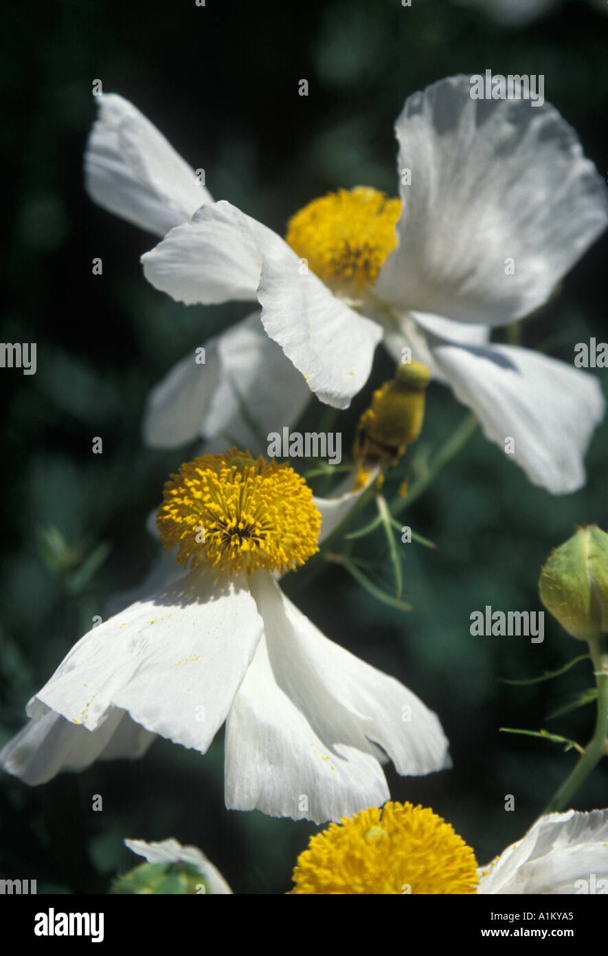 Matilija hi-res stock photography and images - Alamy