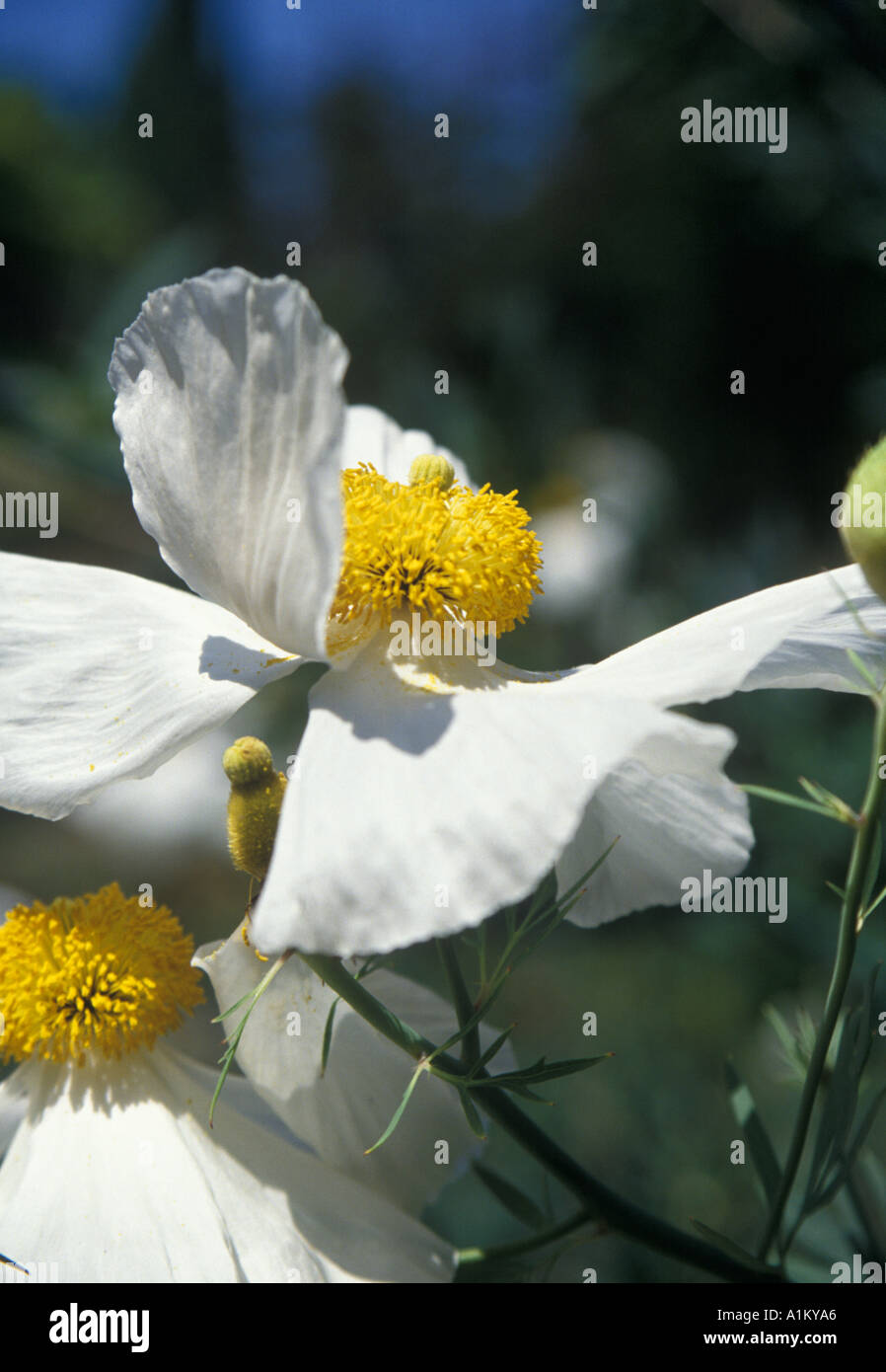 Matilija hi-res stock photography and images - Alamy