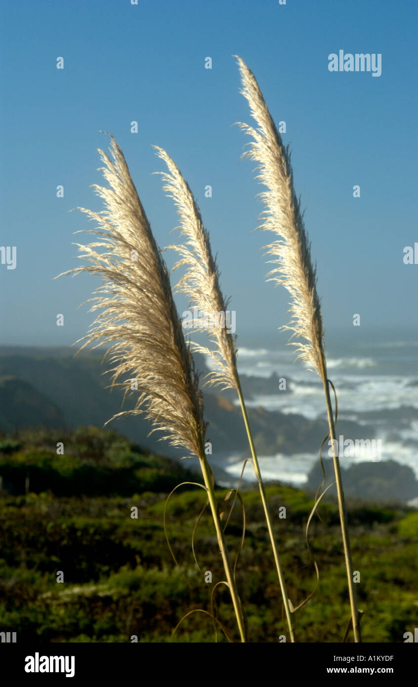 Gynerium Argenteum Stock Photos & Gynerium Argenteum Stock Images - Alamy
