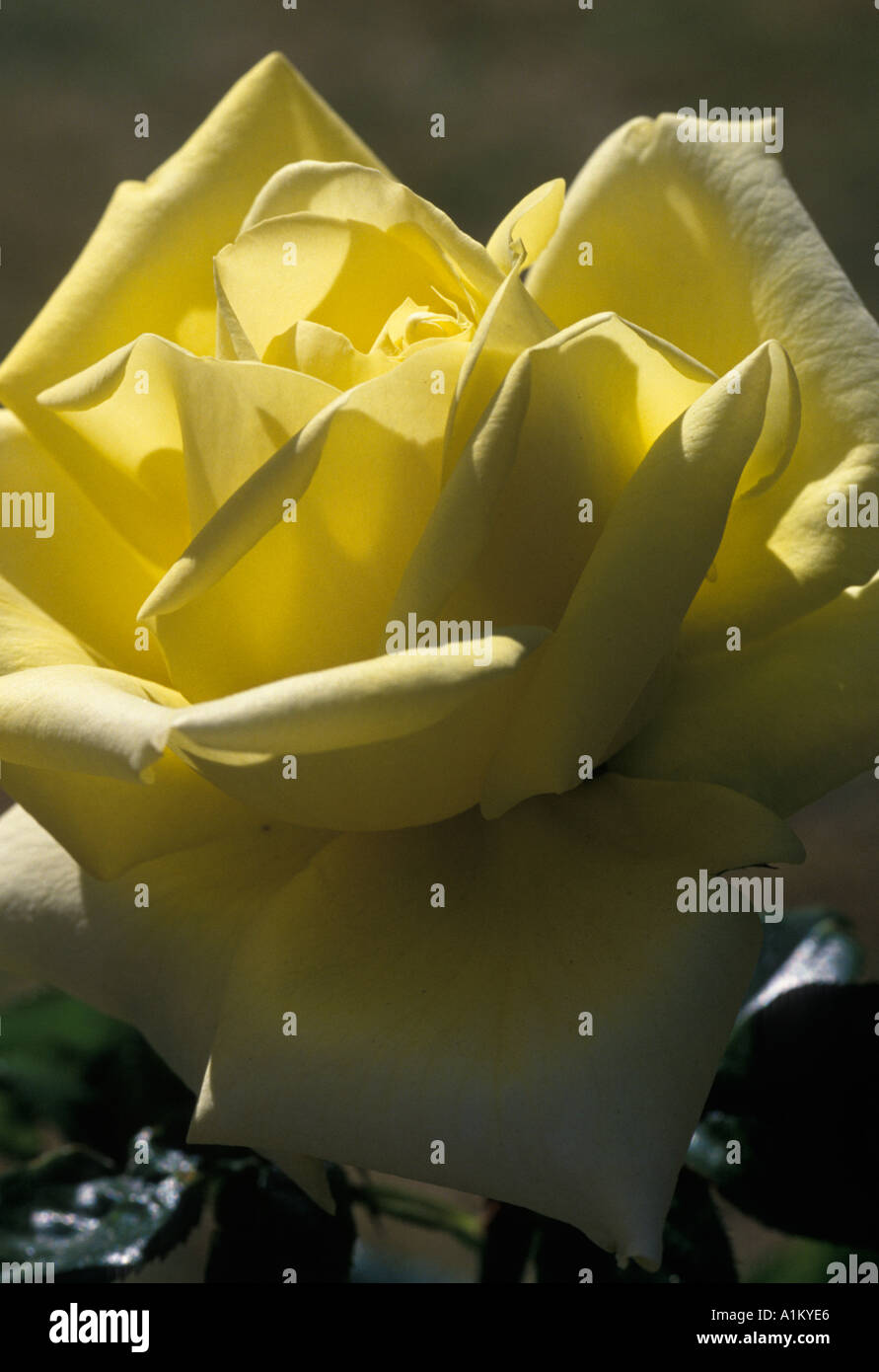 Rose of london hi-res stock photography and images - Alamy