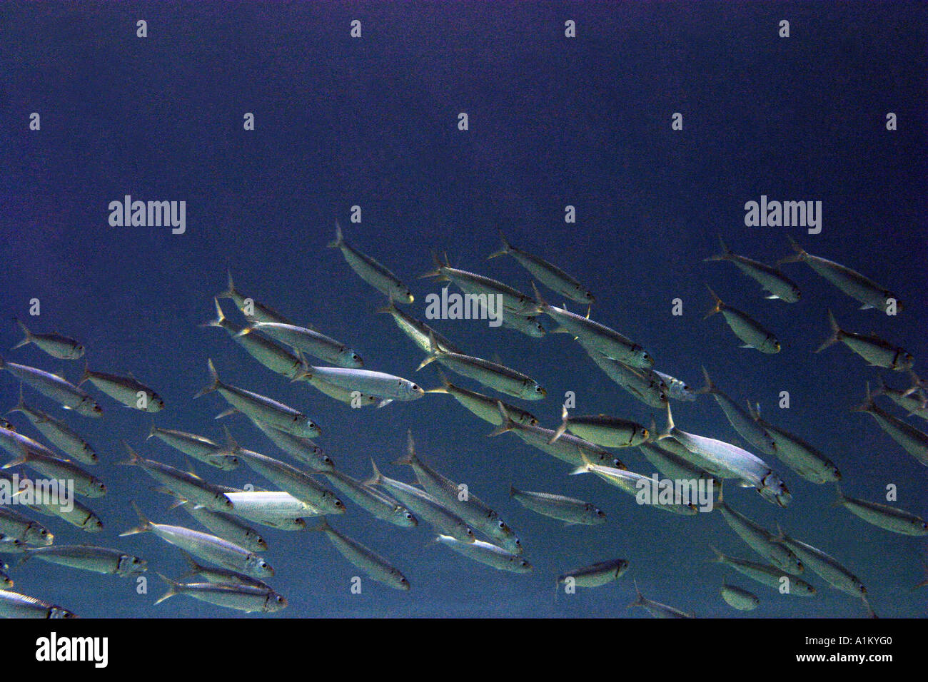 sardine,round sardinella,sardinella aurita,Halkidiki,Greece,Aegean ...