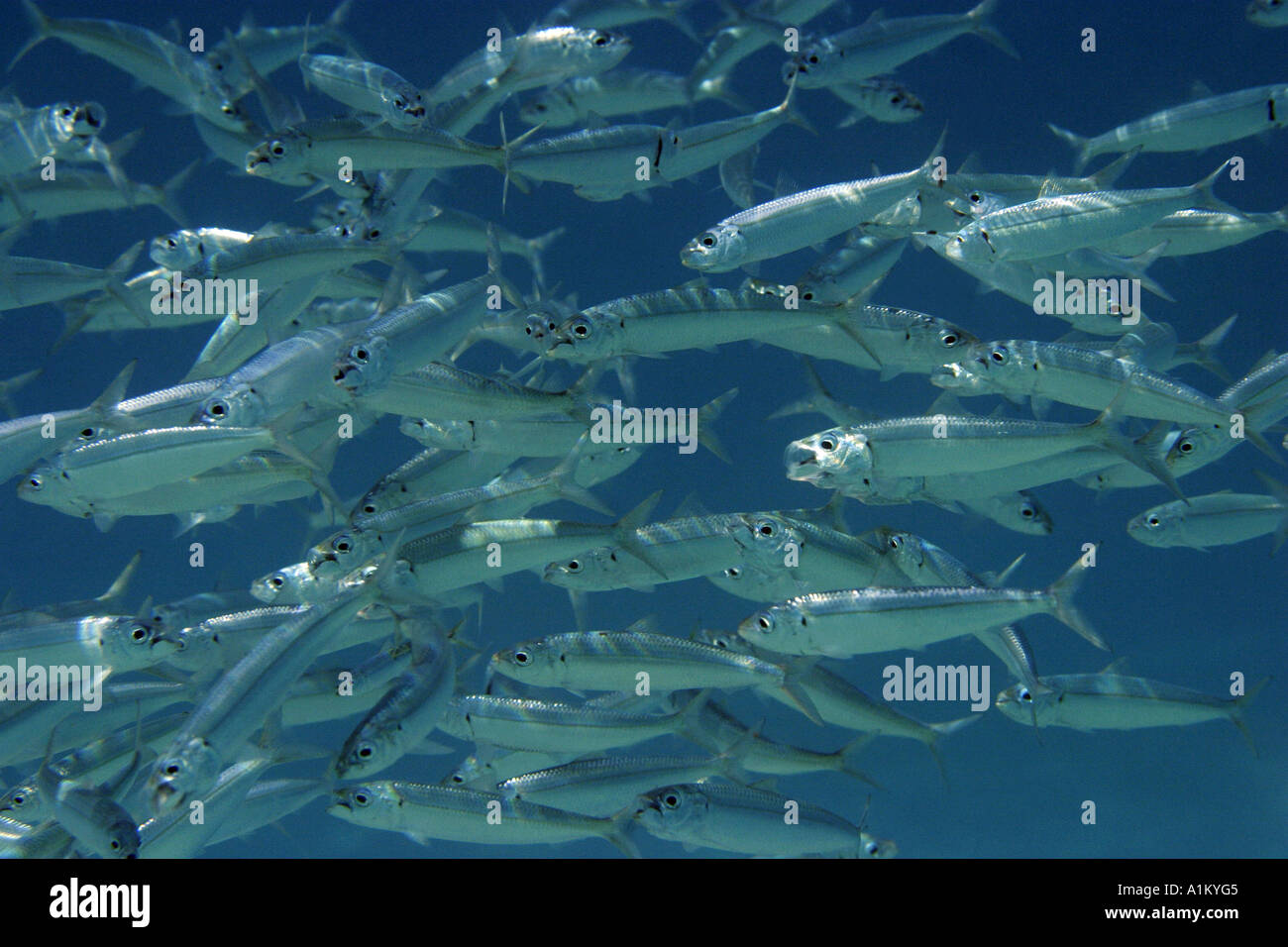 sardine,round sardinella,sardinella aurita,Halkidiki,Greece,Aegean ...