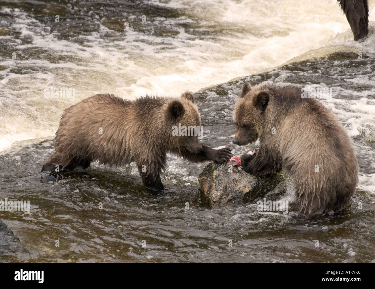 Knight inlet wilderness hi-res stock photography and images - Alamy