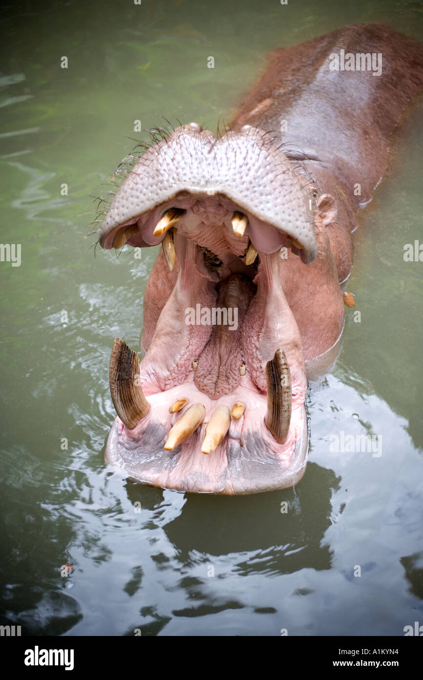 Hippopotamus with Open Mouth at Chiang Mai Zoo Thailand Stock Photo - Alamy