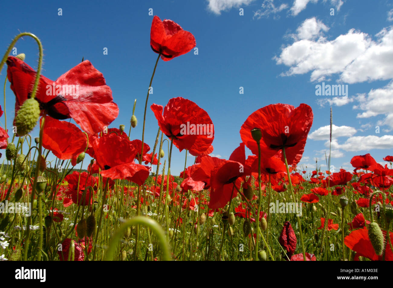 corn poppy in blossom Stock Photo - Alamy