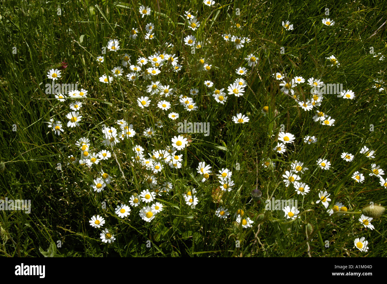 Ox eye plant hi-res stock photography and images - Alamy
