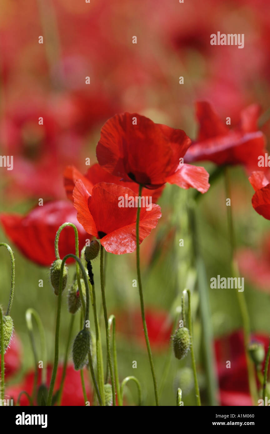 corn poppy in blossom Stock Photo - Alamy