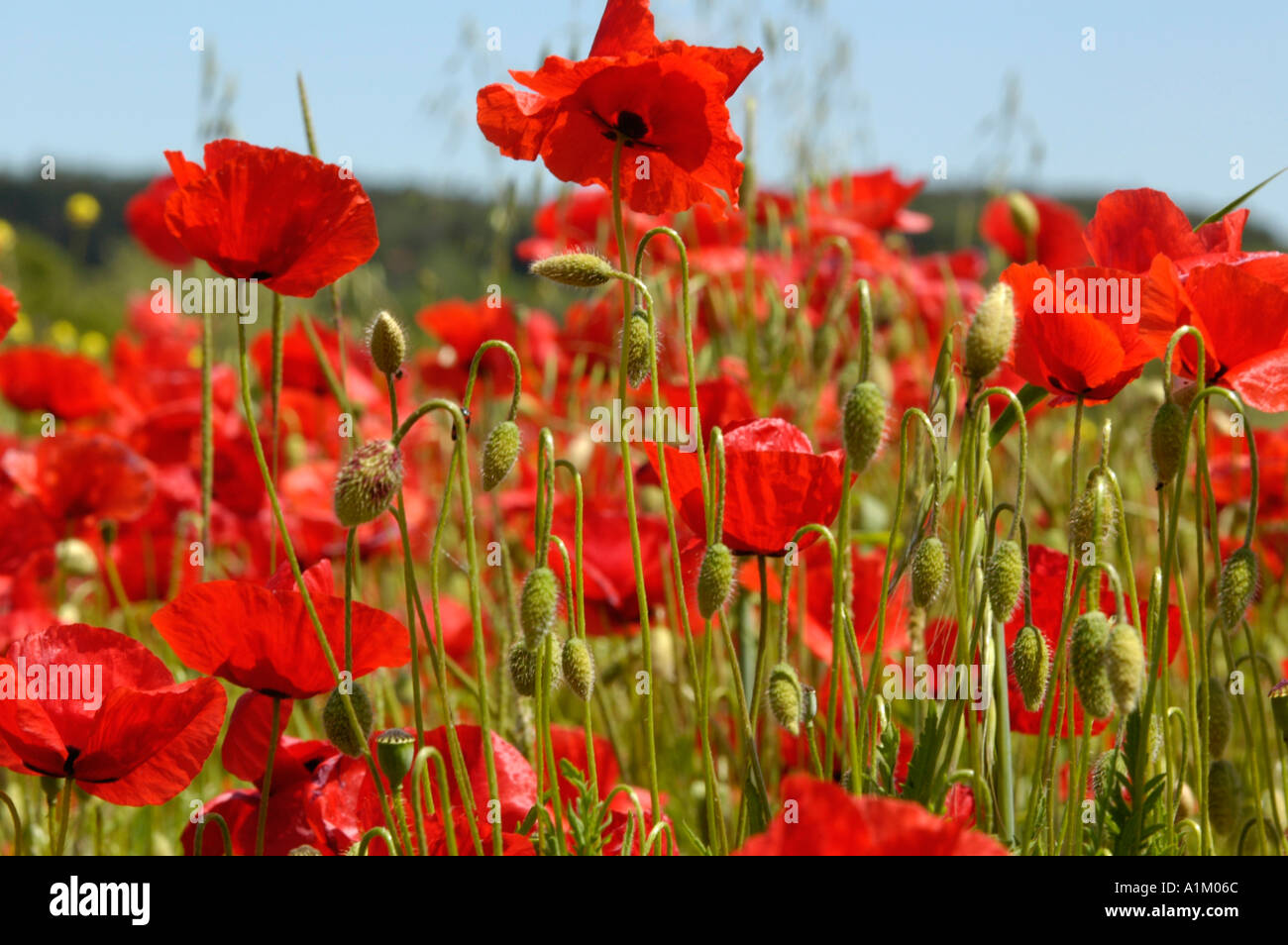 corn poppy in blossom Stock Photo - Alamy