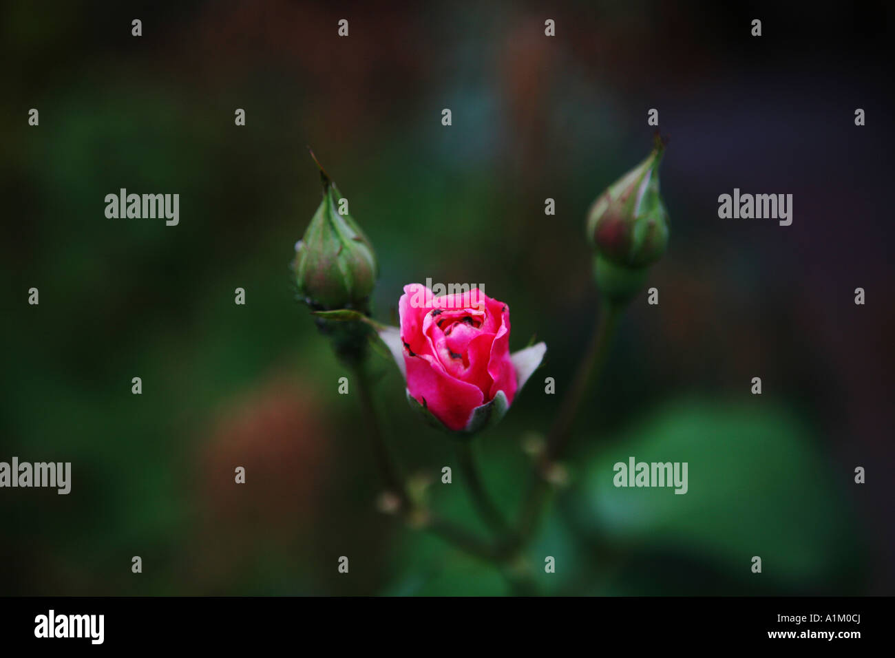 Rose-ants milking greenfly for honeydew Stock Photo - Alamy