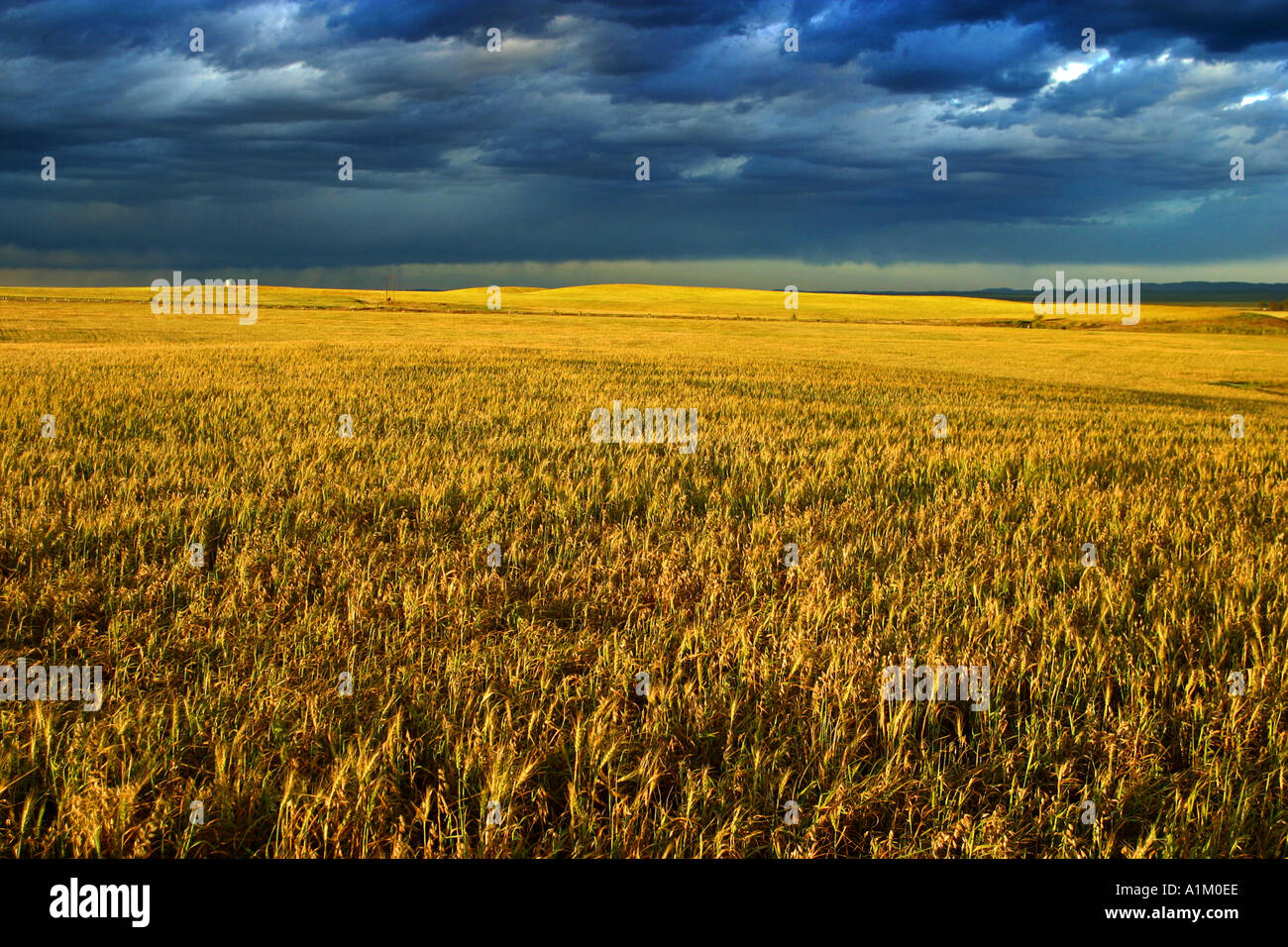 Storm clouds over field Stock Photo - Alamy