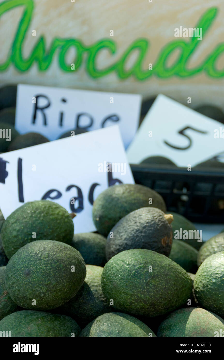 California avocados farm hi-res stock photography and images - Alamy