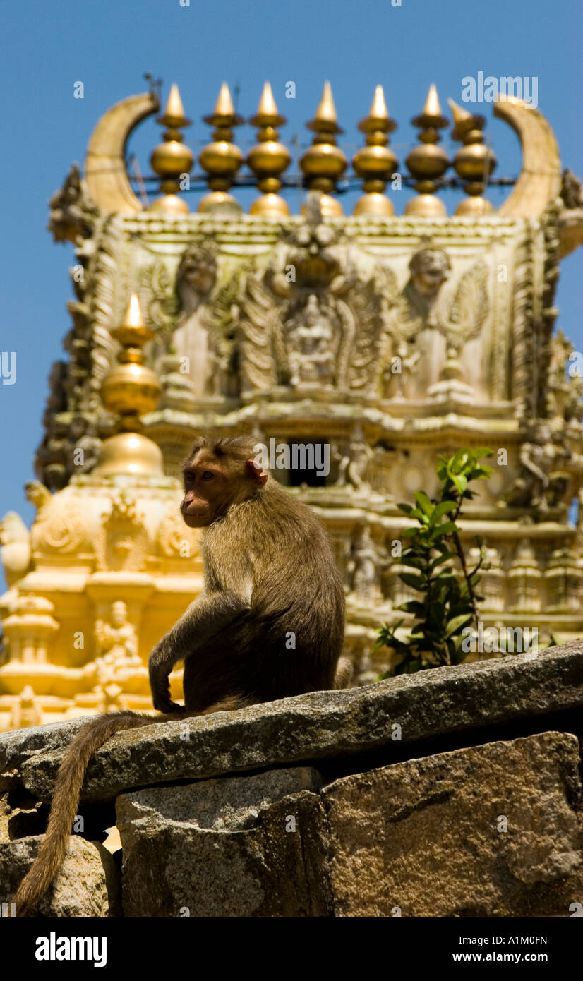 A monkey rests in front of Chamundeswari Temple on Chamundi hill in ...