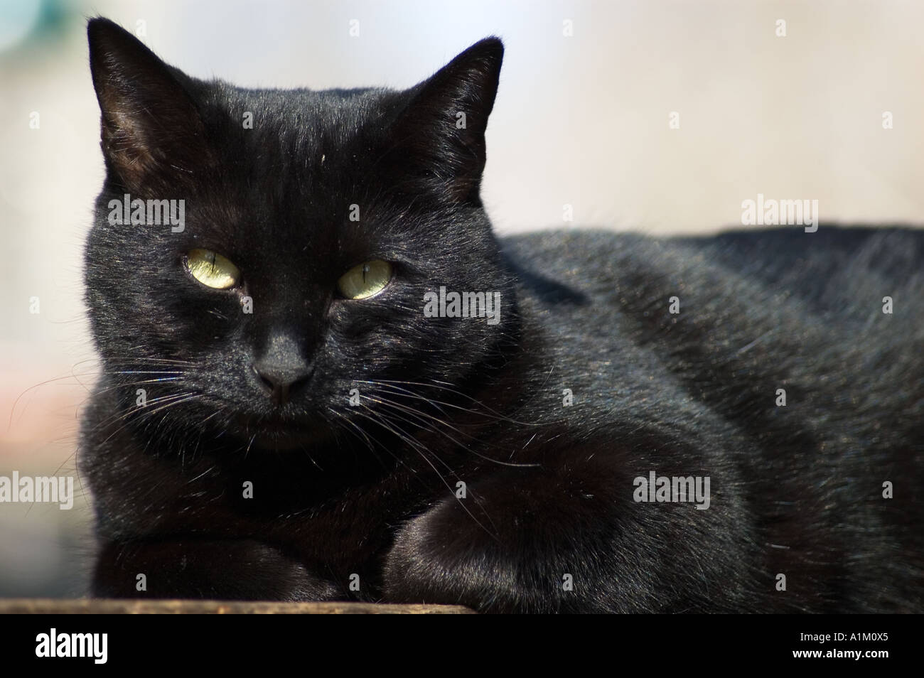 Black cat in the sun Stock Photo - Alamy