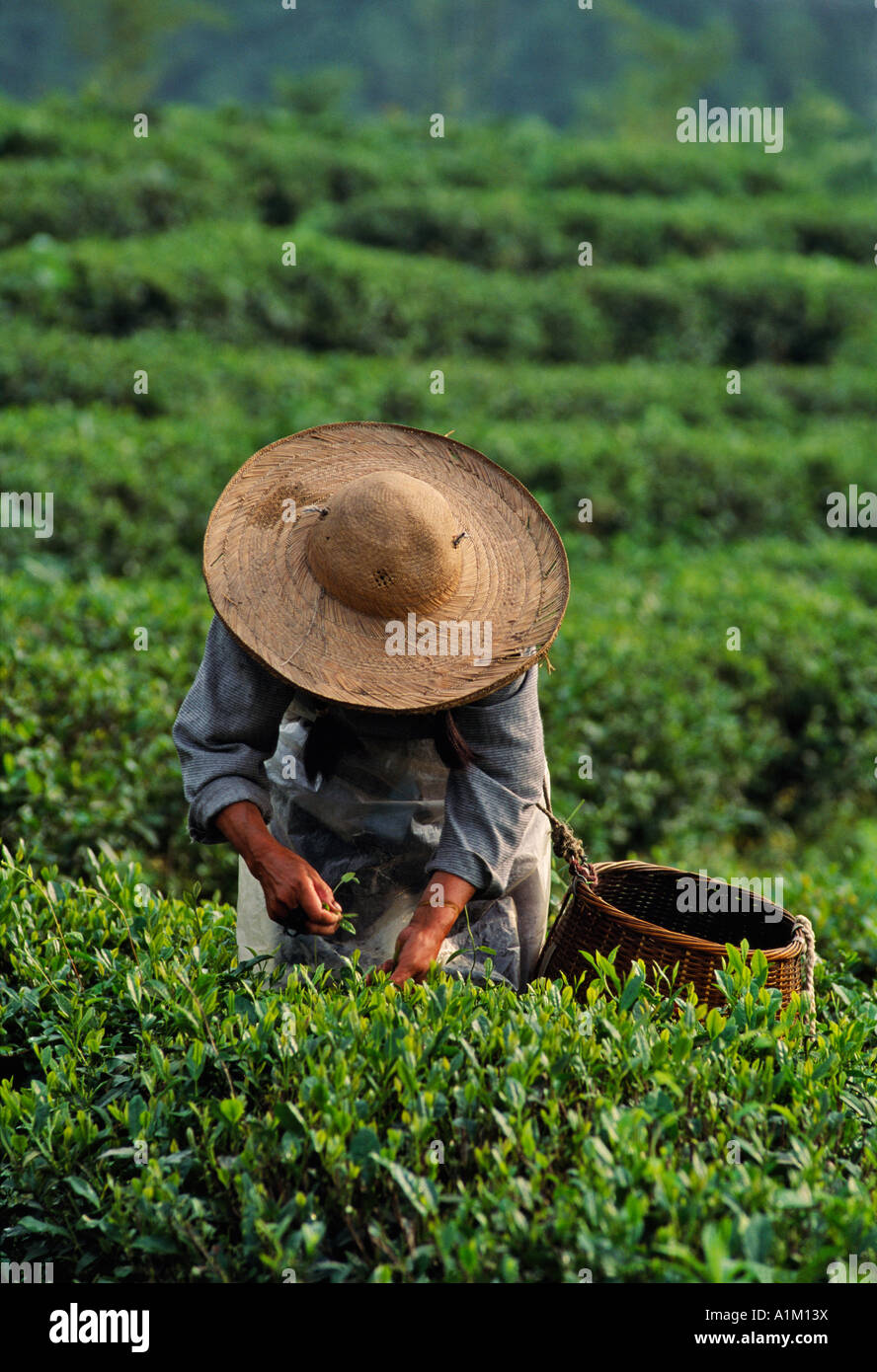 China Zhejiang Province Hangzhou picking up tea in the plantation at ...