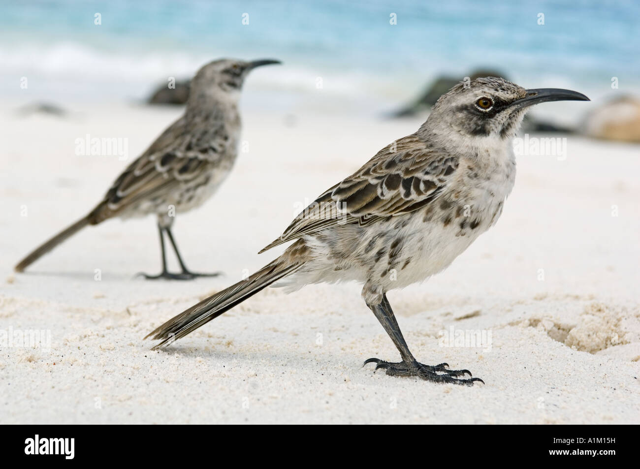 Hood Mockingbird (Nesomimus macdonaldi) Isla Española, ( Hood Island ...