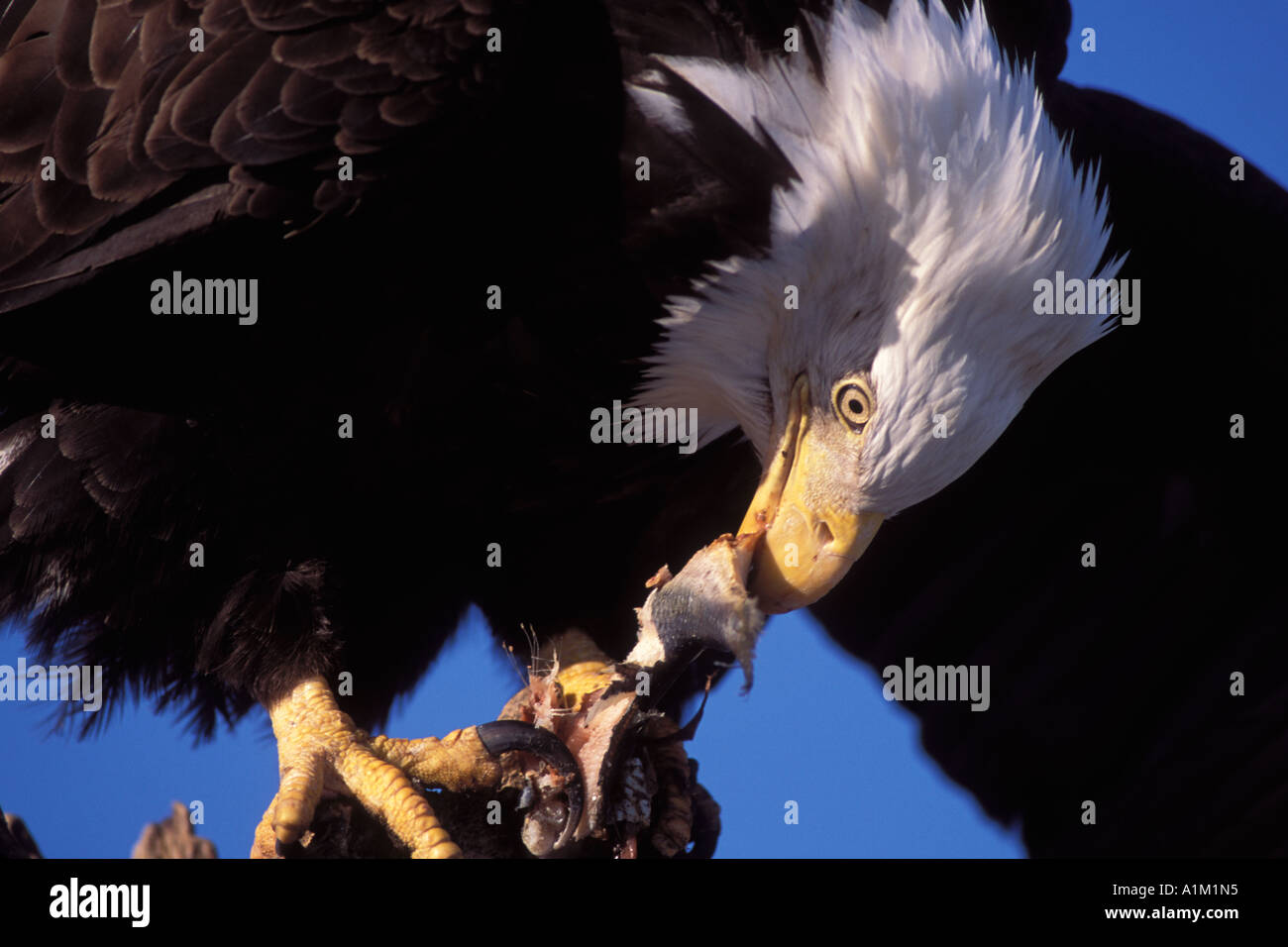 bald eagle Haliaeetus leucocephalus eating a fish Kachemak bay ...