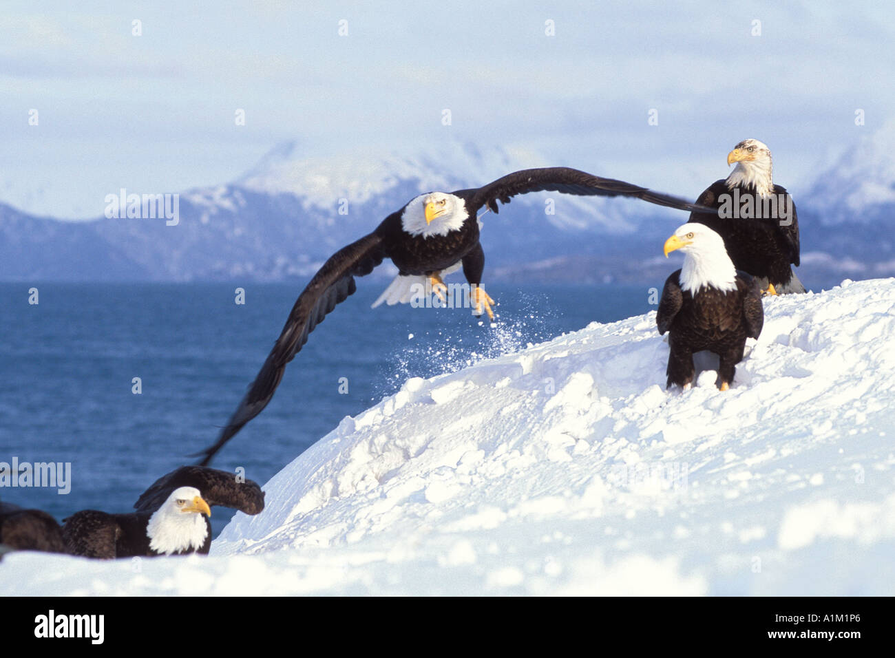 Adult bald eagle taking flight hi-res stock photography and images - Alamy