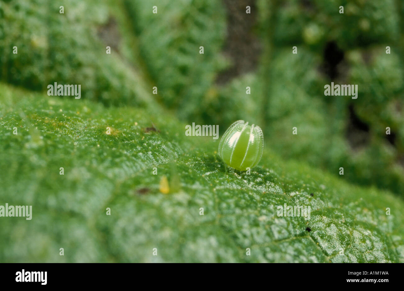 Comma Butterfly Polygonia calbum single ova or egg laid on stinging ...
