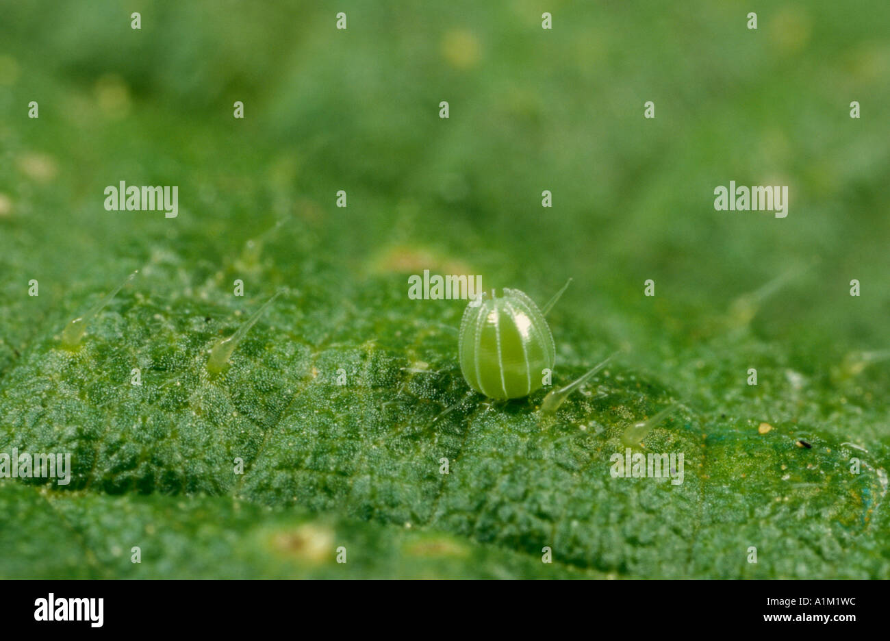 Comma Butterfly Polygonia calbum single ova or egg laid on stinging ...