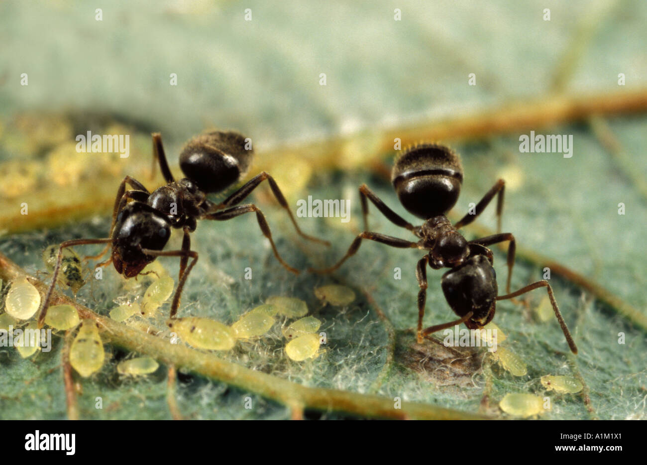 Black Garden Ants Lasius niger tending aphids for honeydew United ...