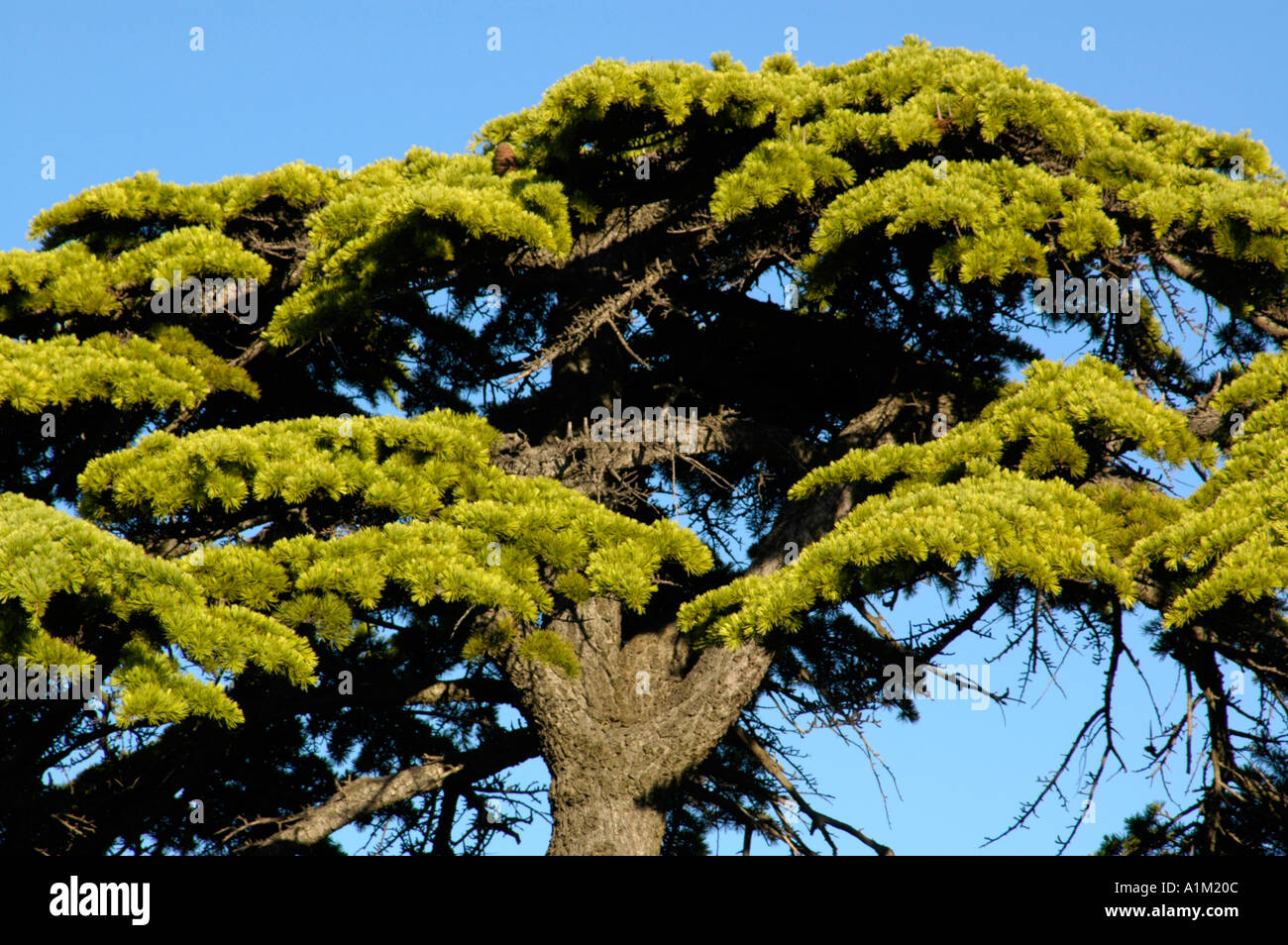 Piran, cedar tree Stock Photo - Alamy