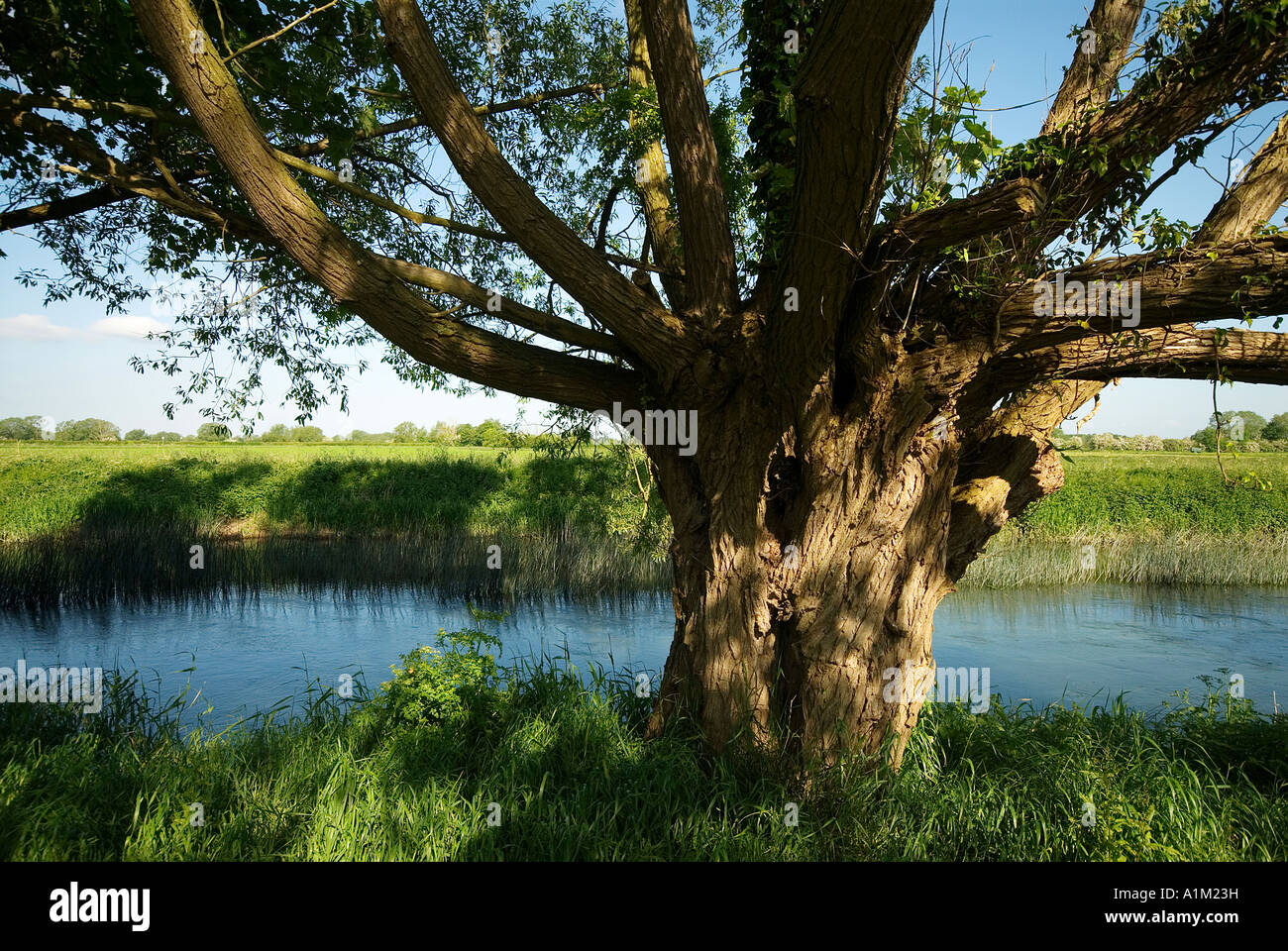 Tree by the thames hi-res stock photography and images - Alamy