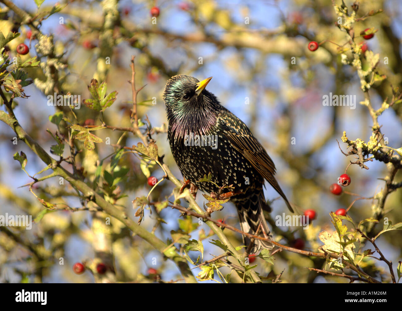 Starling bird britain hi-res stock photography and images - Alamy