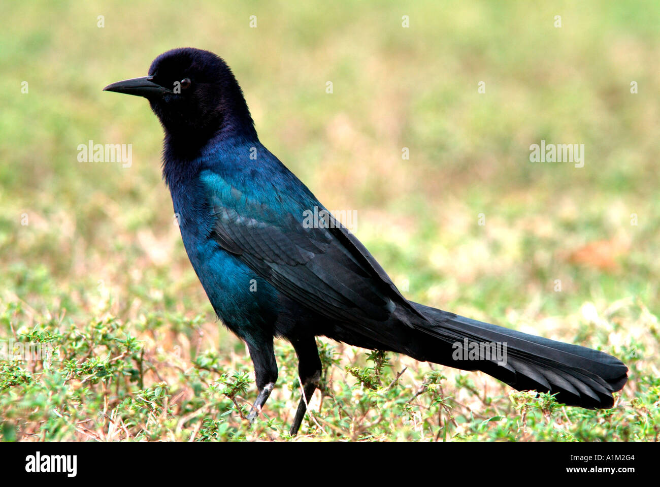 Florida common grackle hi-res stock photography and images - Alamy