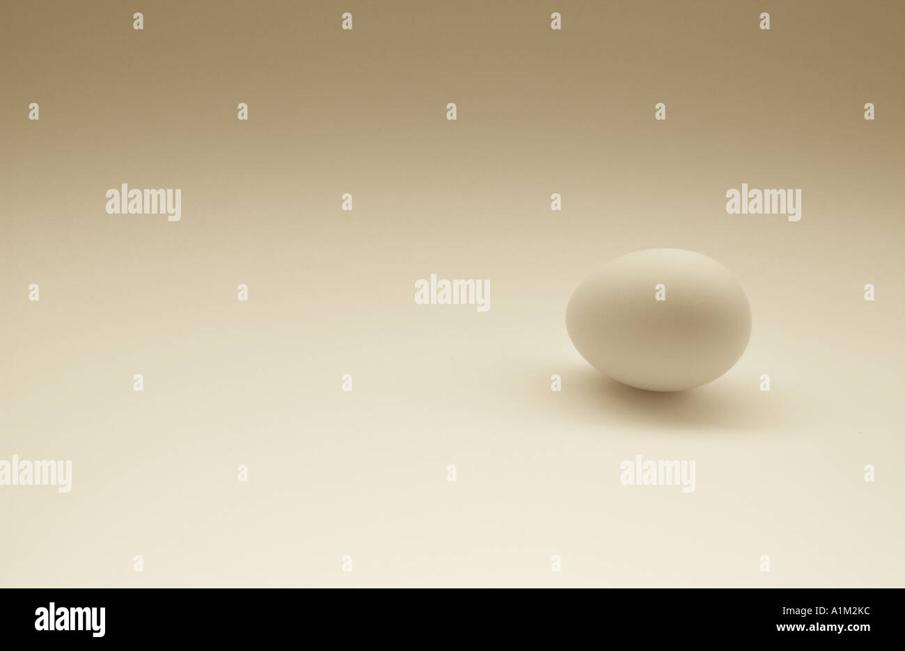 An egg on white seamless background paper Stock Photo - Alamy