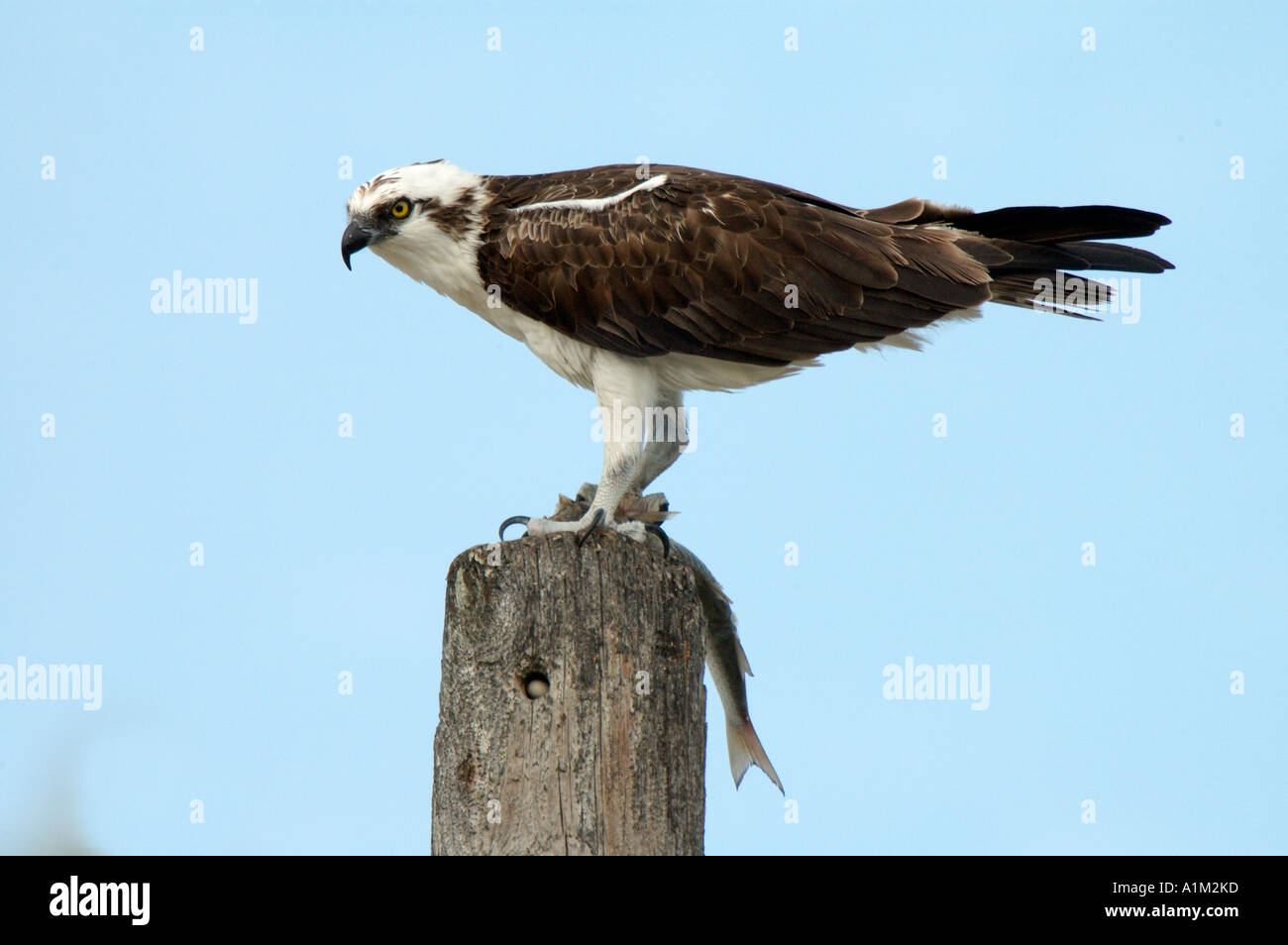 Osprey Pandion haliaetus on post with fish in claws Florida Everglades ...