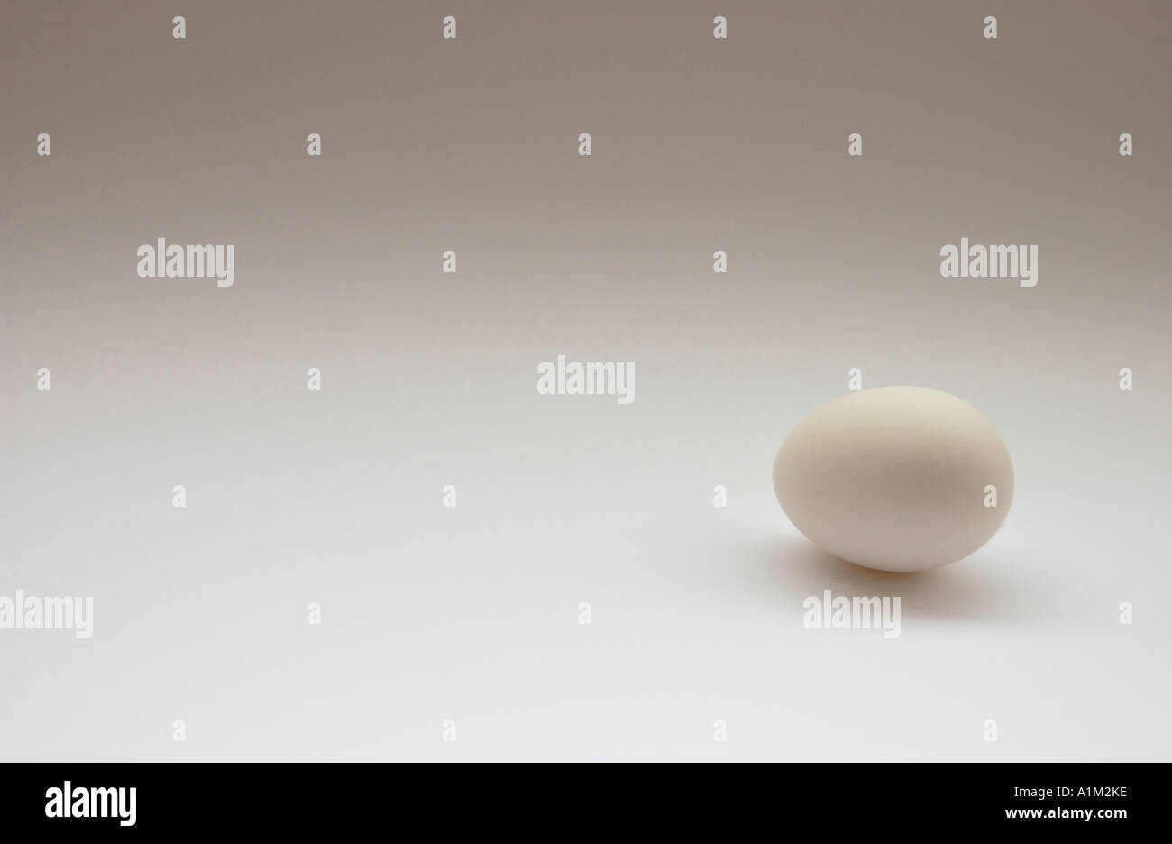 An egg on white seamless background paper Stock Photo - Alamy