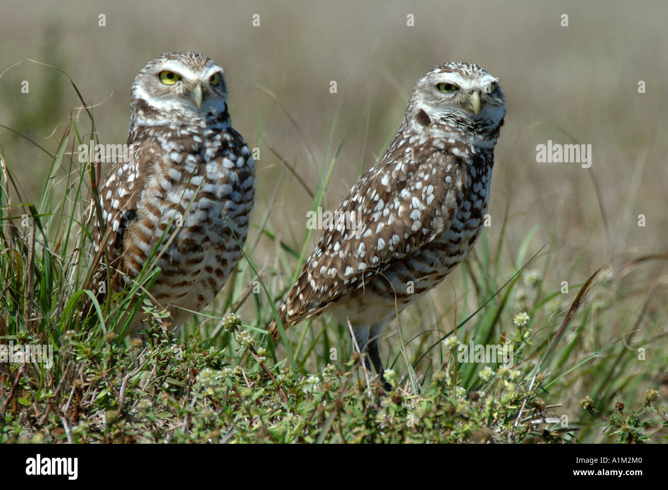Burrowing owl athene cunicularia pair hi-res stock photography and images - Alamy