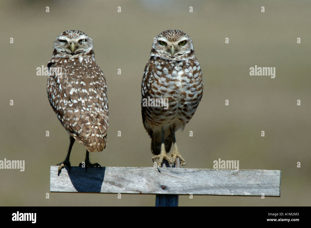 Athene cunicularia female hi-res stock photography and images - Alamy