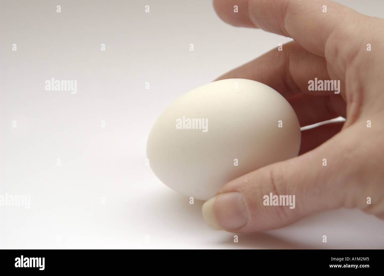An egg on white seamless background paper Stock Photo - Alamy