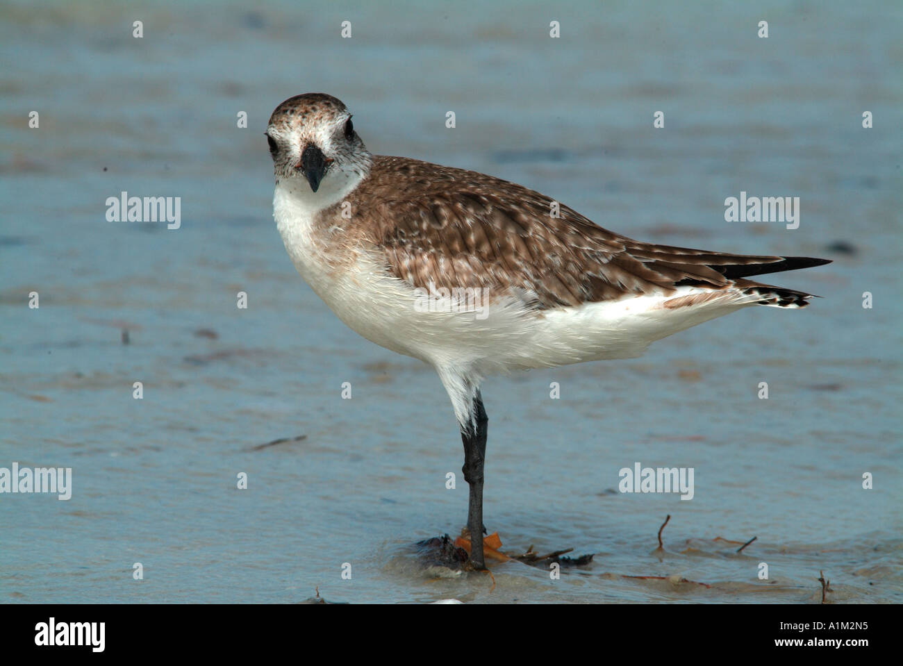 Sanderling Calidris alba Florida Everglades USA Stock Photo - Alamy