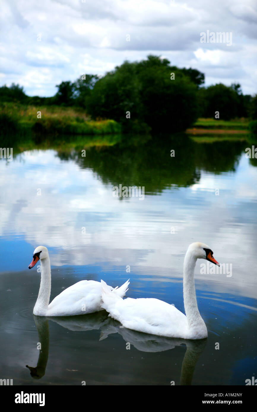 Two swans swim together on a lake in Leicester, UK Stock Photo - Alamy