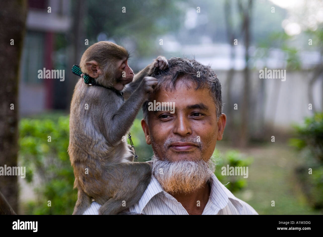 A monkey picks at a mans hair in Dhaka Bangladesh Stock Photo - Alamy