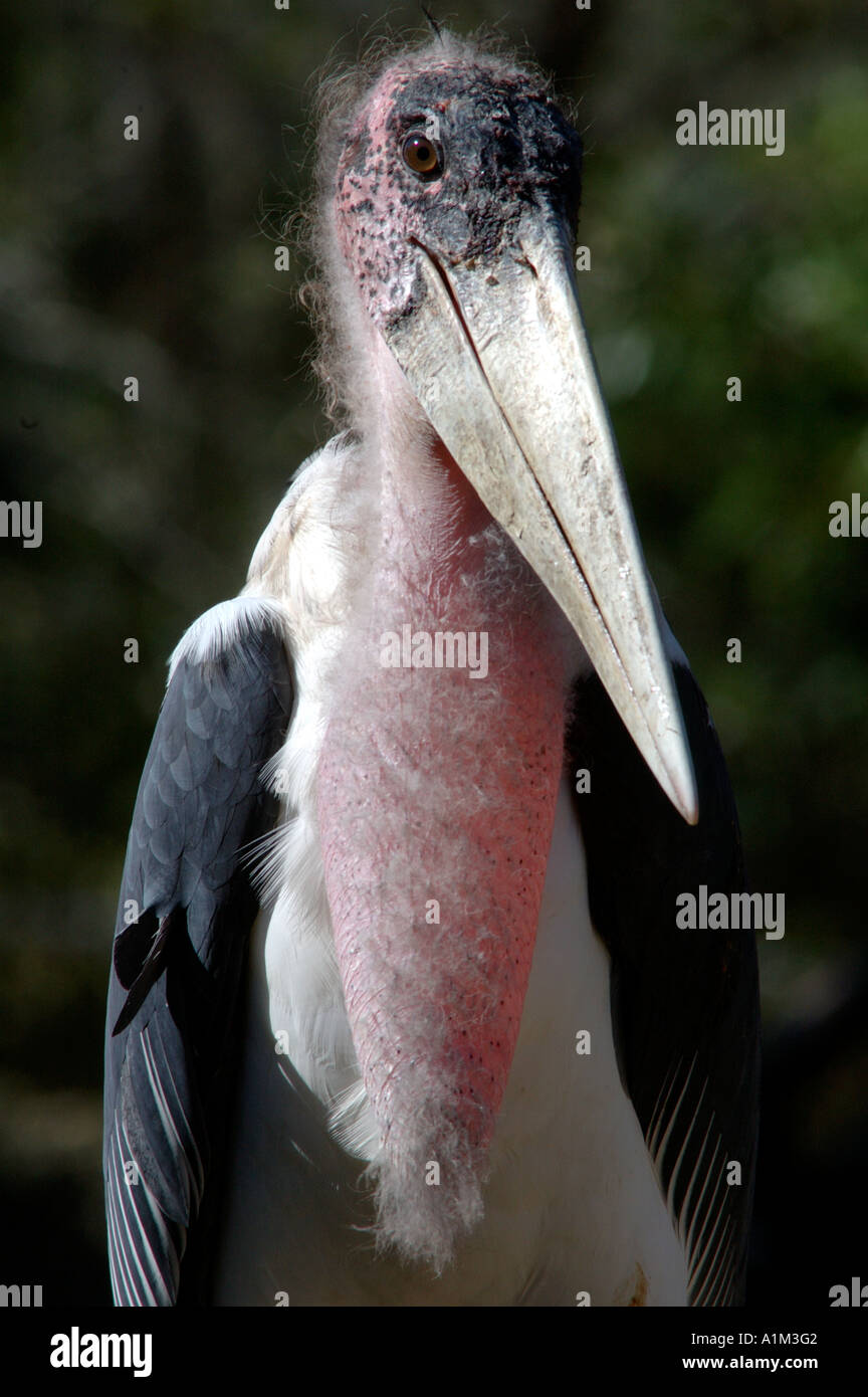 Marabou Stork Leptoptilos crumeniferus Africa Stock Photo - Alamy