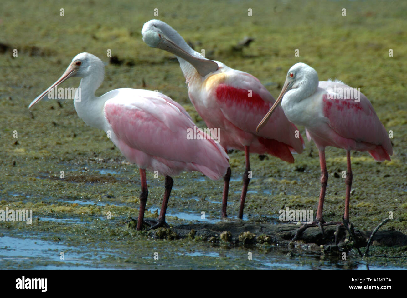 Roseate Spoonbill Ajaia ajaja Florida Everglades USA Stock Photo - Alamy