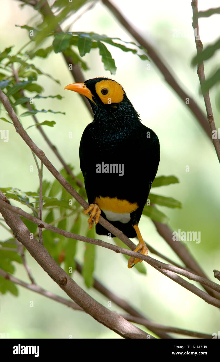 Yellow Faced Mynah Mino dumontii South East Asia Stock Photo - Alamy