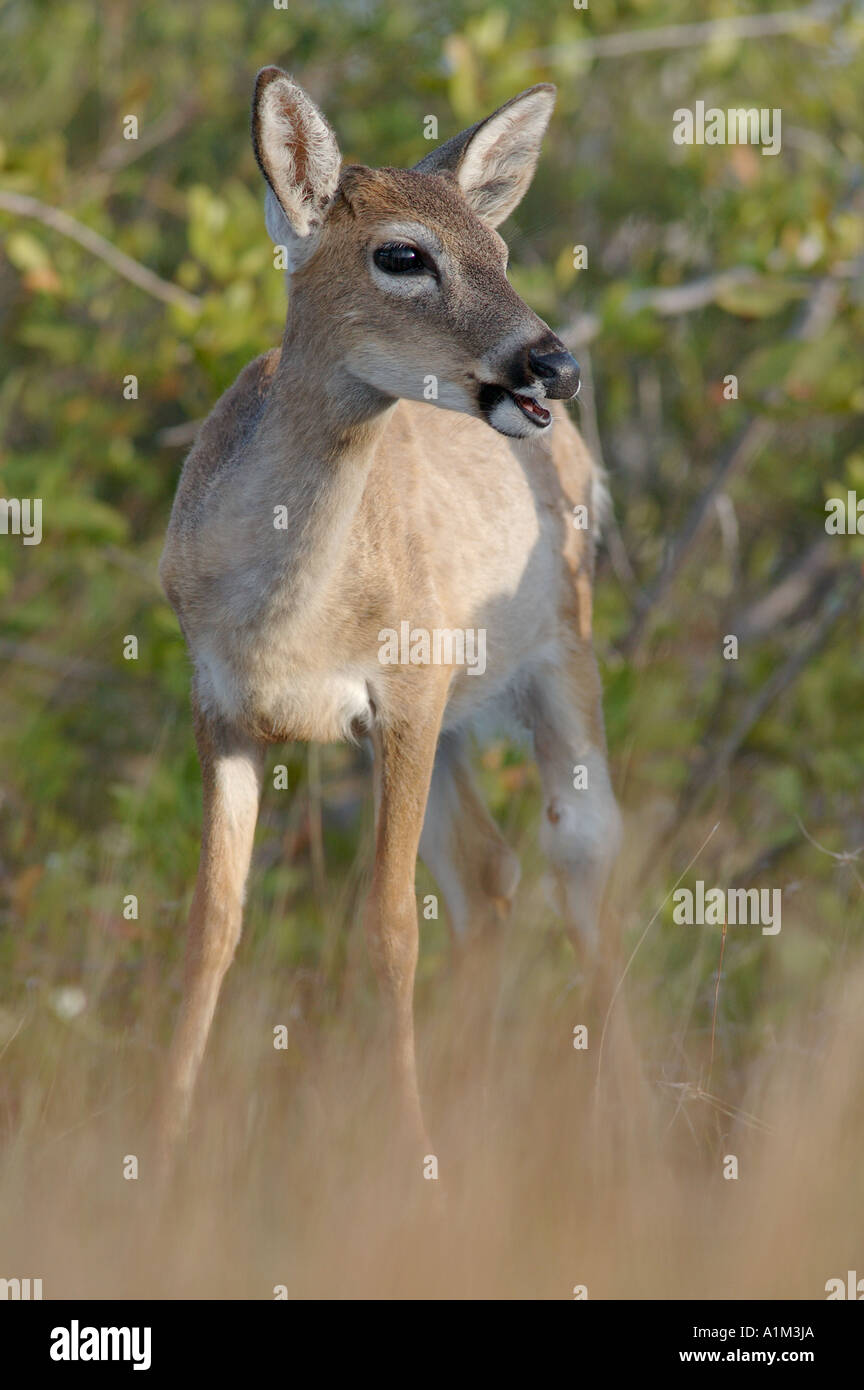 Florida Key Deer Odocoileous virginianus clavium USA Stock Photo - Alamy