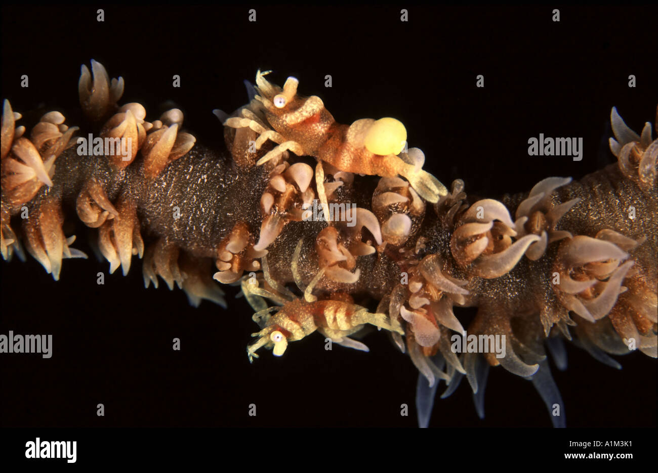 Pair of Wire Coral Partner Shrimp Stock Photo - Alamy