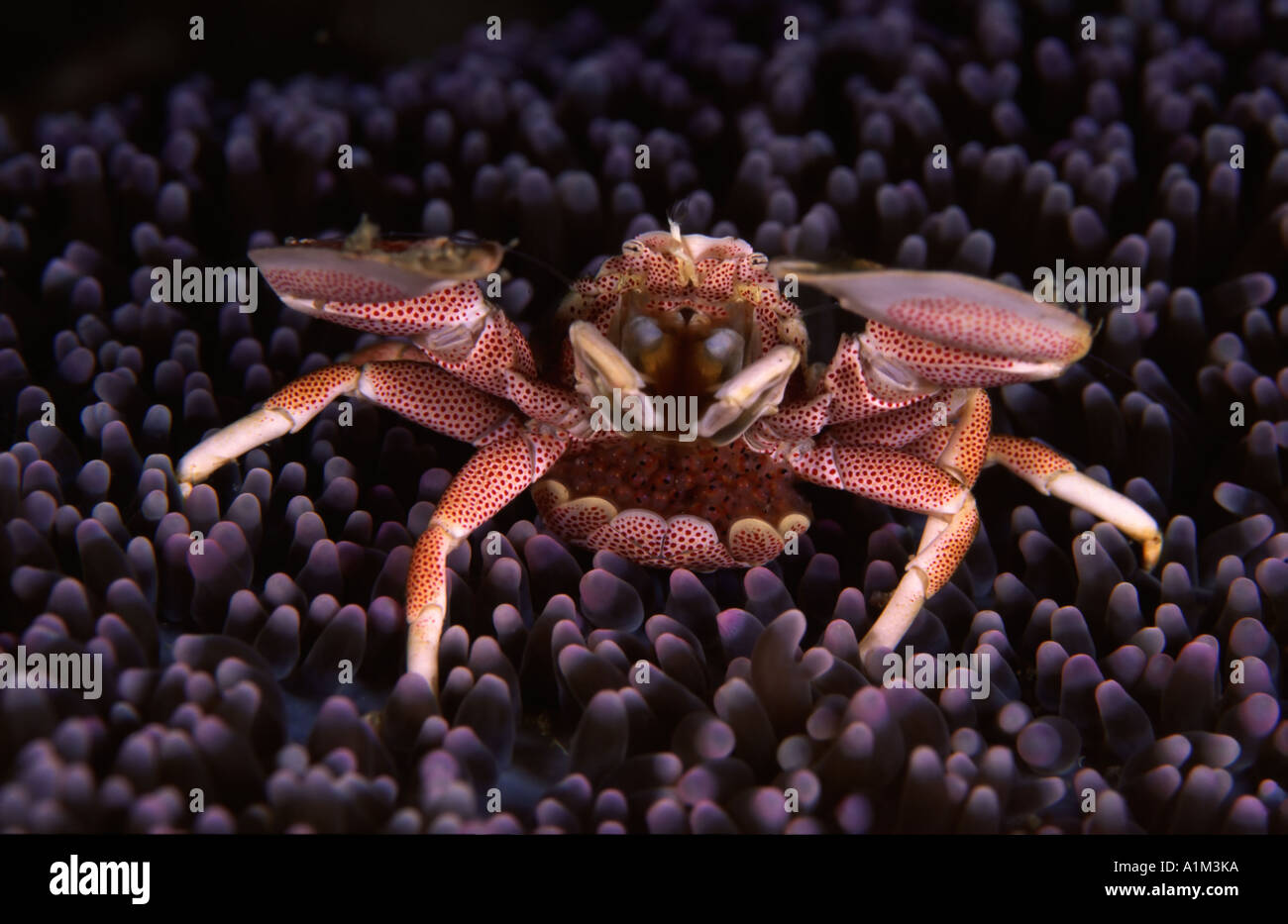 Porcelain Crab with Brood Stock Photo - Alamy